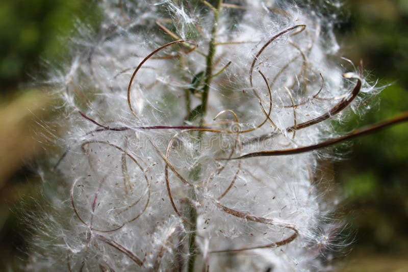 Macro Photo of Flower Fluff with Grass in Background Stock Image ...