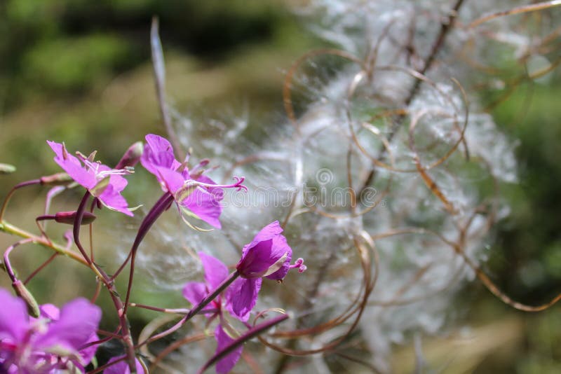 Macro Photo of Flower Fluff with Petal in Front Stock Image - Image of ...