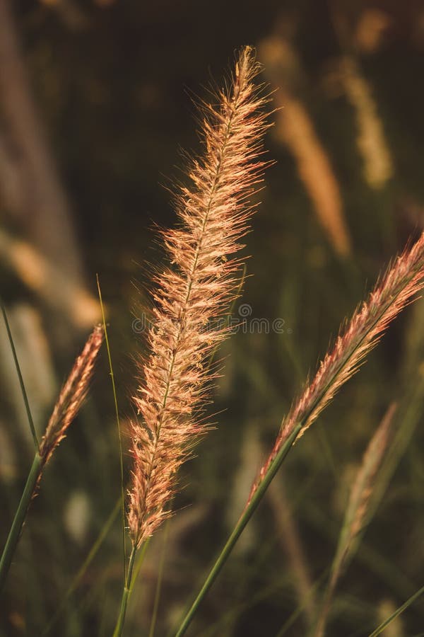 Macro Photo of Fluffy Grasses in the Wind , Blurred, Selective Focus ...