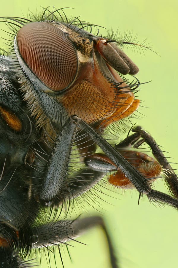Macro photo a fly stock photo. Image of detail, macro - 28502082