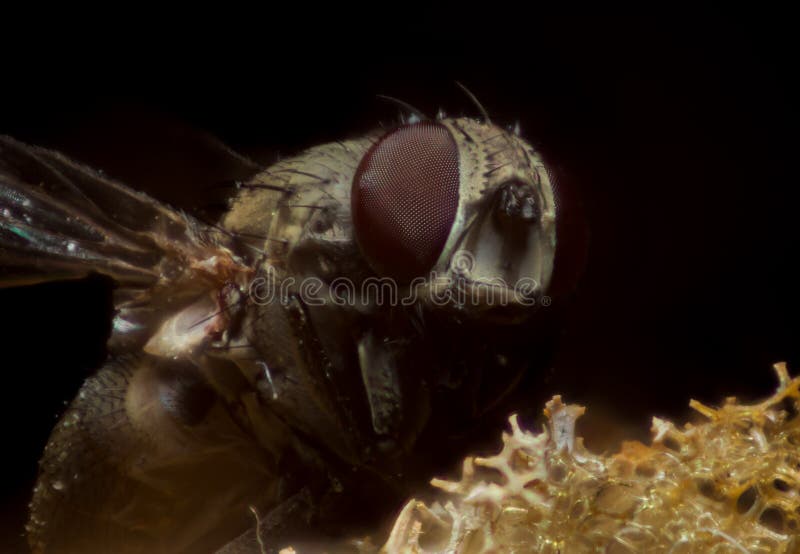 Super Wing Coloring Pages Stock Photos - Free & Royalty-Free Stock ...