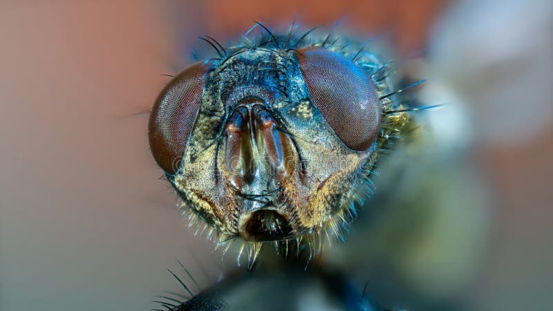 Macro photo fly head stock photo. Image of closeup, microscope - 187160138