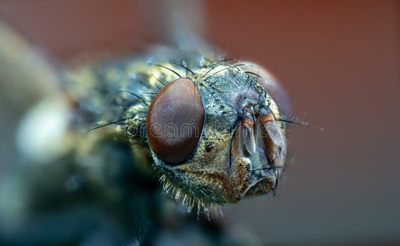 Macro photo fly head stock image. Image of sharp, macro - 187455031