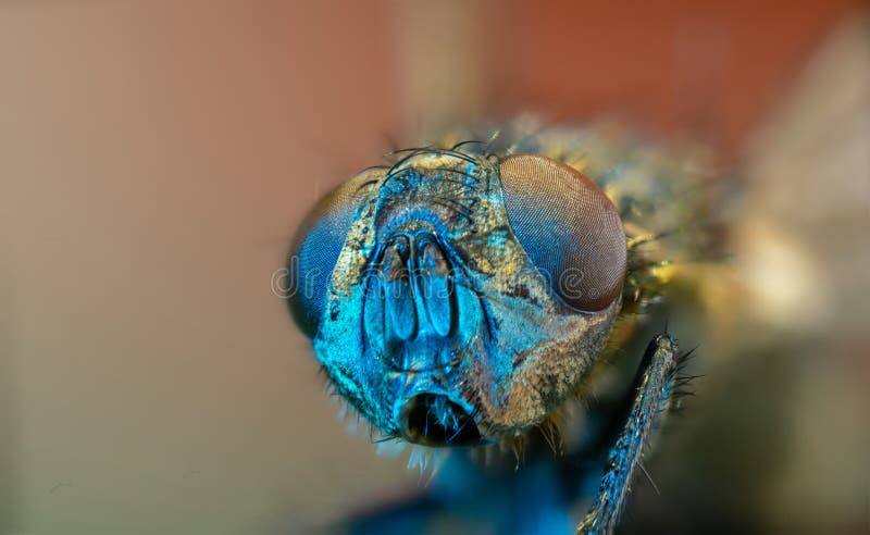 Macro photo fly head stock photo. Image of blue, wasp - 187455442