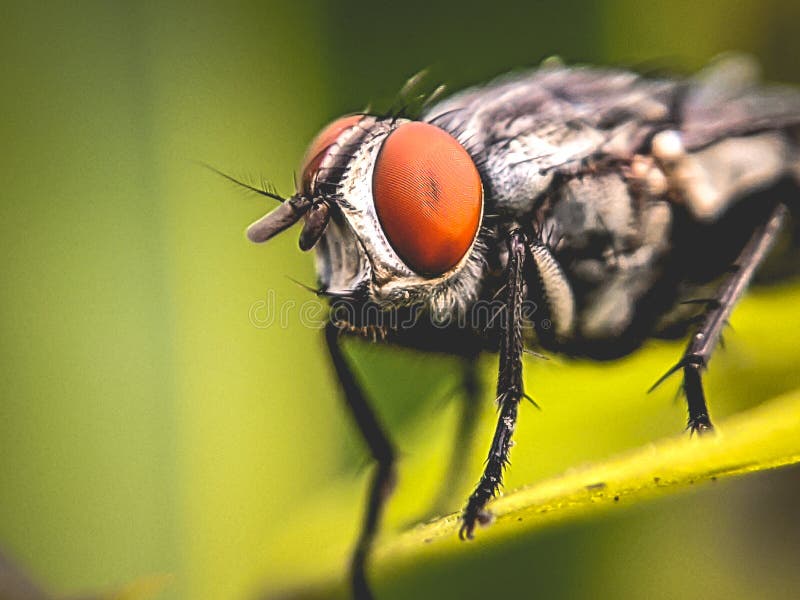 Macro Photo of Fly Head Close Up Stock Image - Image of face, anatomy ...