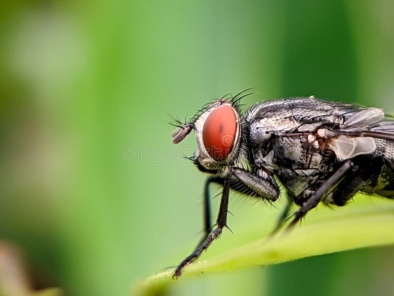 Macro Photo of Fly Head Close Up Stock Image - Image of close, creature ...