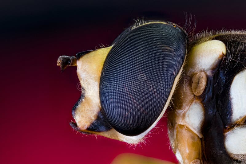 A macro photo of a fly stock image. Image of head, oriental - 318688555
