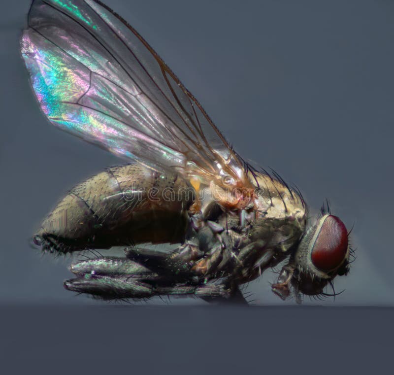 Macro photo of a fly stock image. Image of super, profile - 182544807