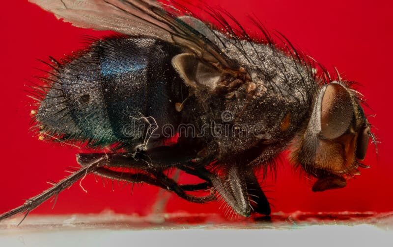 Super Wing Coloring Pages Stock Photos - Free & Royalty-Free Stock ...