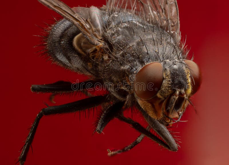 Macro photo of a fly stock image. Image of creatures - 182544921