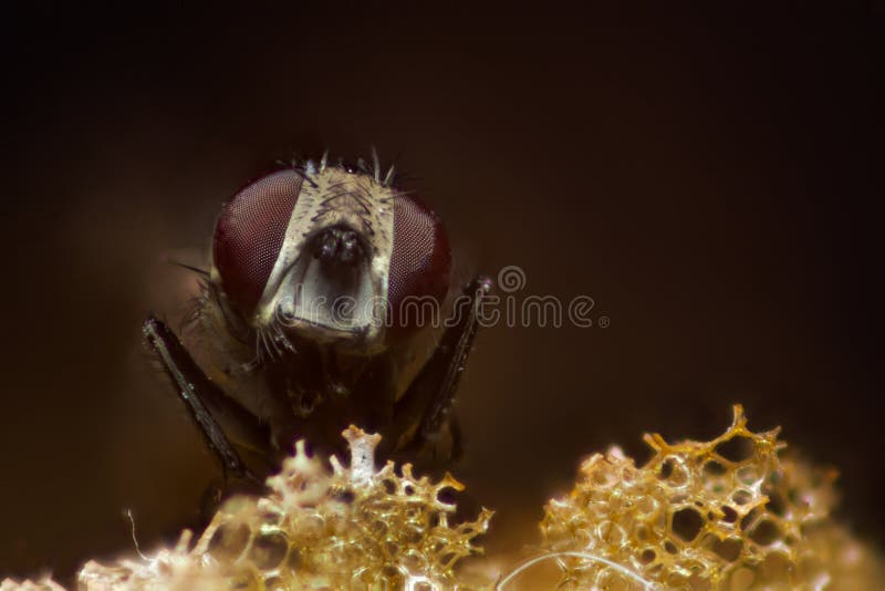 Super Wing Coloring Pages Stock Photos - Free & Royalty-Free Stock ...