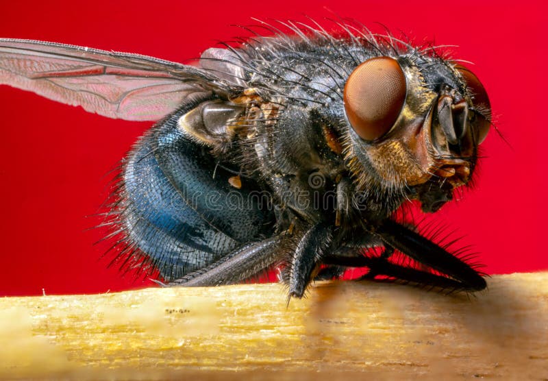 Super Wing Coloring Pages Stock Photos - Free & Royalty-Free Stock ...