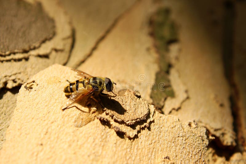 Macro Photo of a Fly on Tree Bark Stock Image - Image of landscape ...