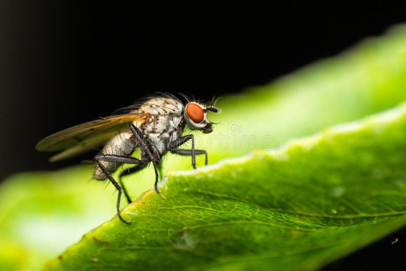 Macro Photo of a Fly in Spring Season Stock Photo - Image of insect ...