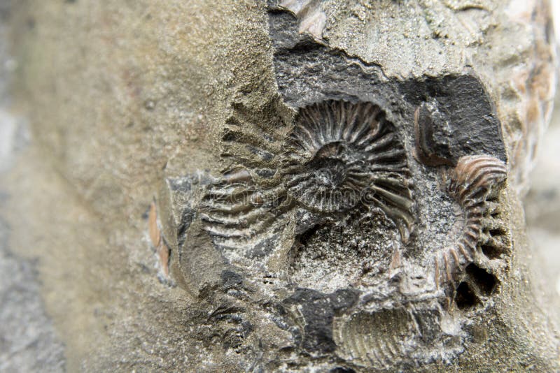 Macro photo of fossil stock image. Image of mineral, fossil - 73865589