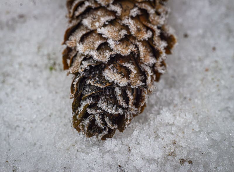 Macro Photo of an Frozen Cone Stock Photo - Image of frozen, macro ...
