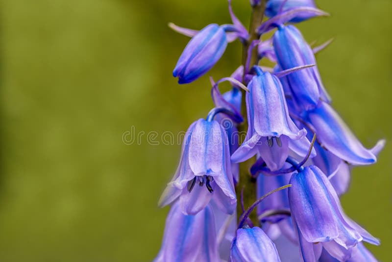 Giant snow flake flowers stock photo. Image of blossoms - 129719090