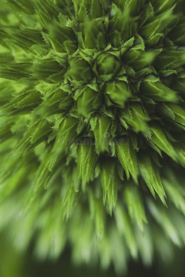 Macro Photo of a Globe Thistle Plant, Echinops Ritro Veitch S Blue ...