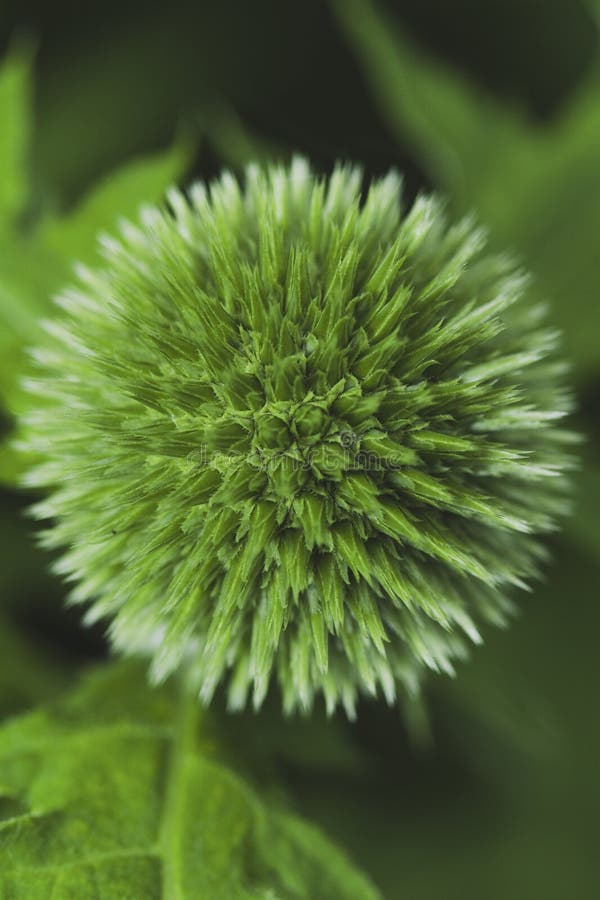 Macro Photo of a Globe Thistle Plant, Echinops Ritro Veitch S Blue ...