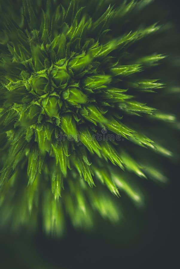 Macro Photo of a Globe Thistle Plant, Echinops Ritro Veitch S Blue ...