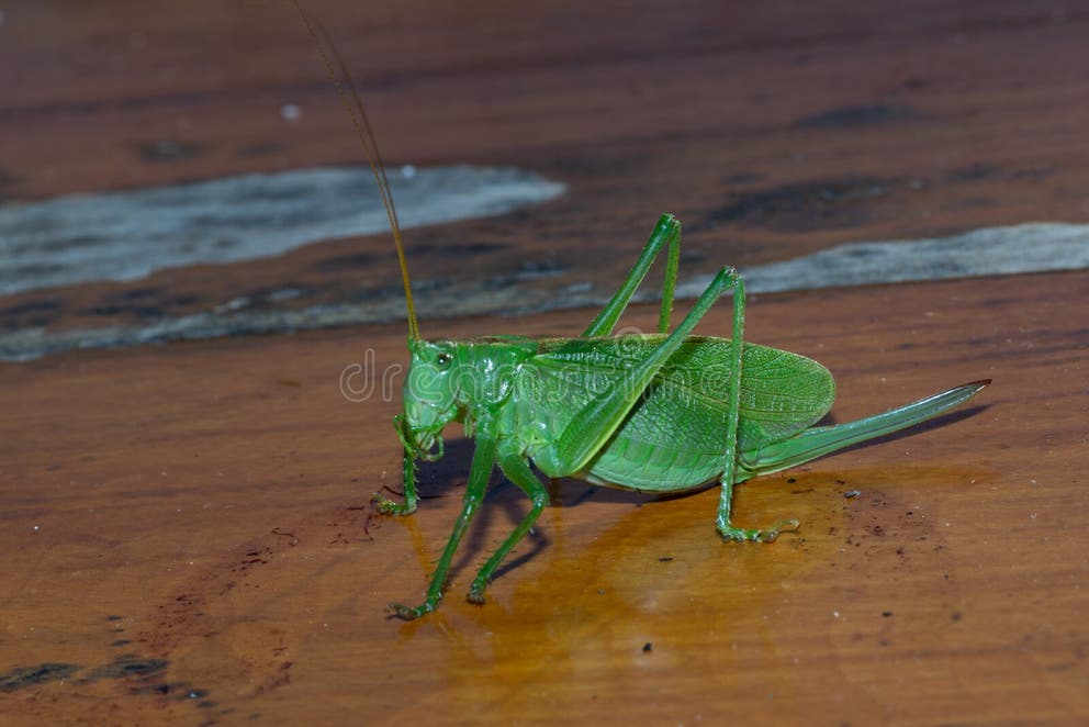 Macro Photo of a Grasshopper. Locust Stock Image - Image of valves ...