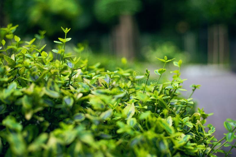 Macro Photo of a Green Bush Stock Photo - Image of abstract, leaves ...