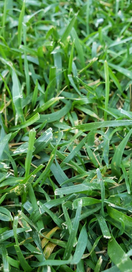 Macro Photo of Green Grass with Small Leaves Stock Photo - Image of ...