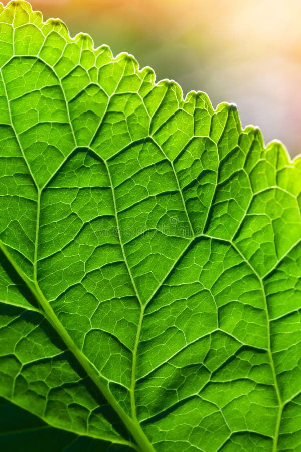 Leaf surface stock photo. Image of surface, foliage, chlorophyll - 25983472