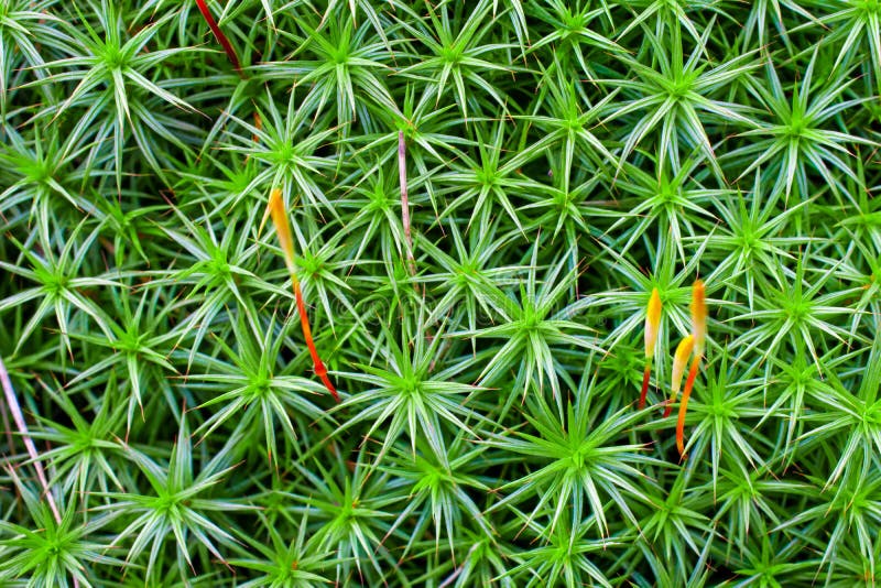 Macro Photo of Green Moss on Spring Texture Stock Image - Image of ...