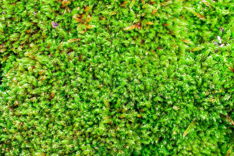 Macro Photo of Green Moss on Spring Texture Stock Photo - Image of ...