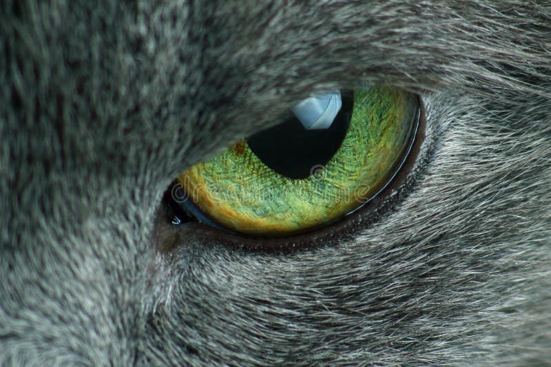 Grey Domestic Cat Eye Closeup In A Photo Studio Stock Photo - Image of ...