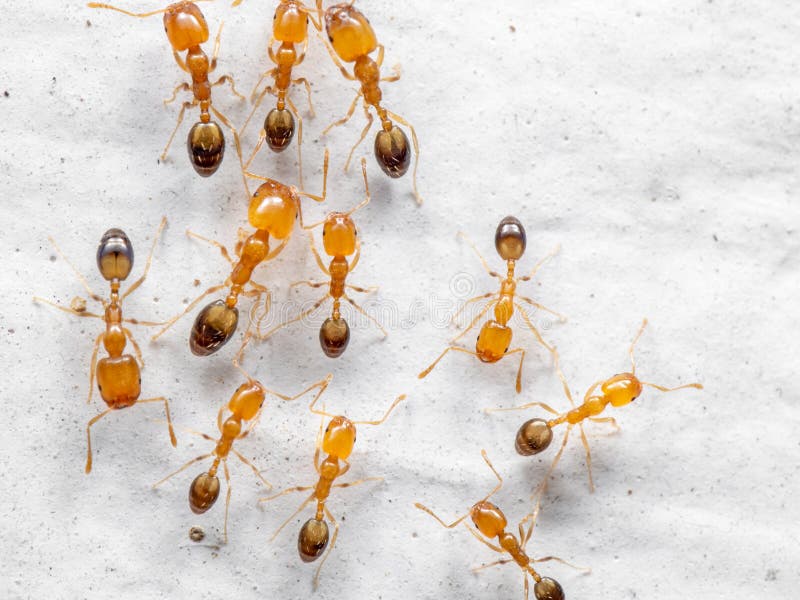 Macro Photo of Group of Tiny Ants Running on White Wall Stock Image ...