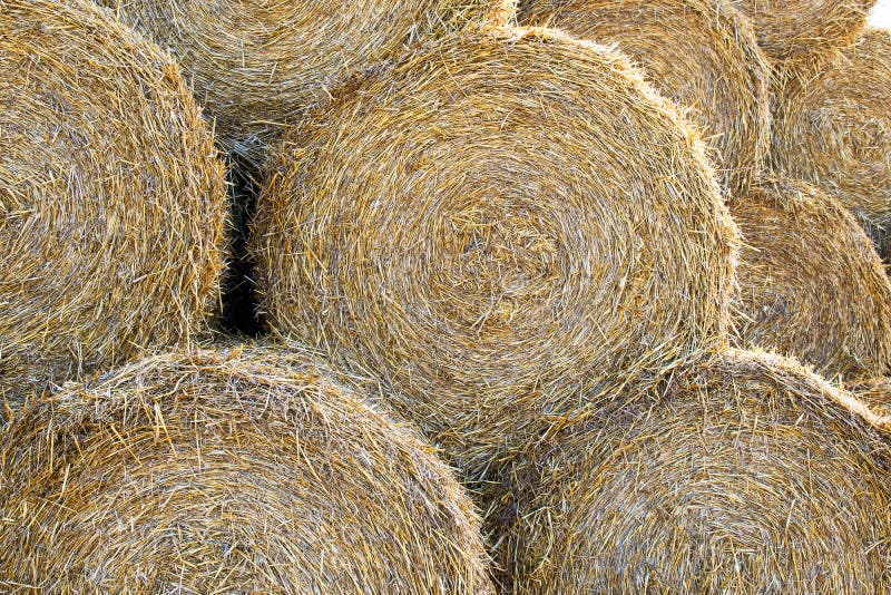 Macro Photo Haystack on Farm. Photo Landscape Haystack Rolls in the ...