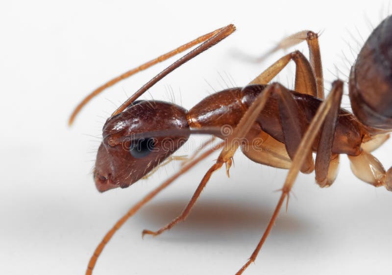 Ant Head Stock Images - Download 1,615 Royalty Free Photos