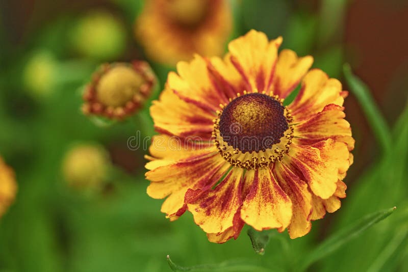 Helenium stock image. Image of waltraut, orange, summer - 118259829