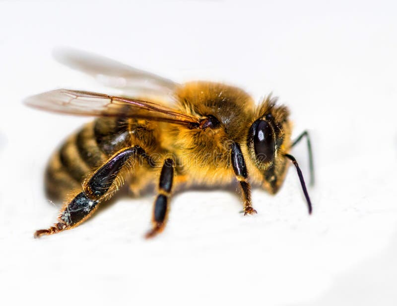 Macro photo of honey bee stock photo. Image of white - 133905138