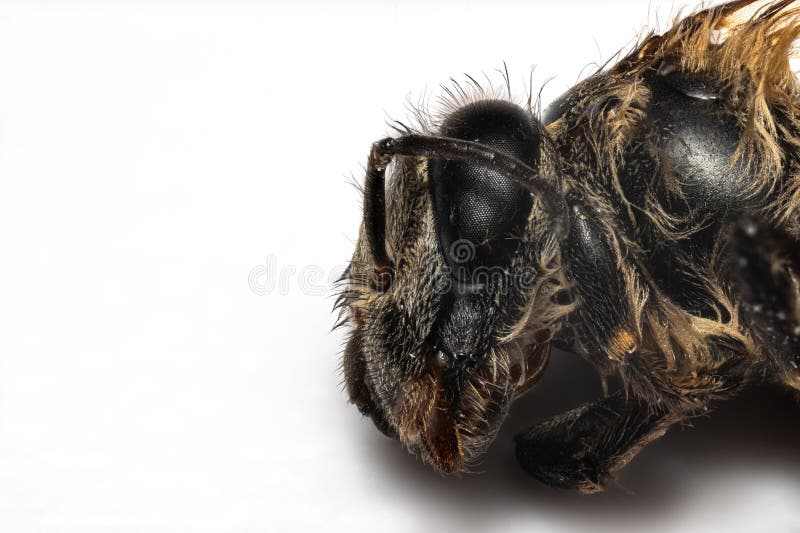 Macro Photo of a Honey Bee at 5x Magnification. Stock Photo - Image of ...