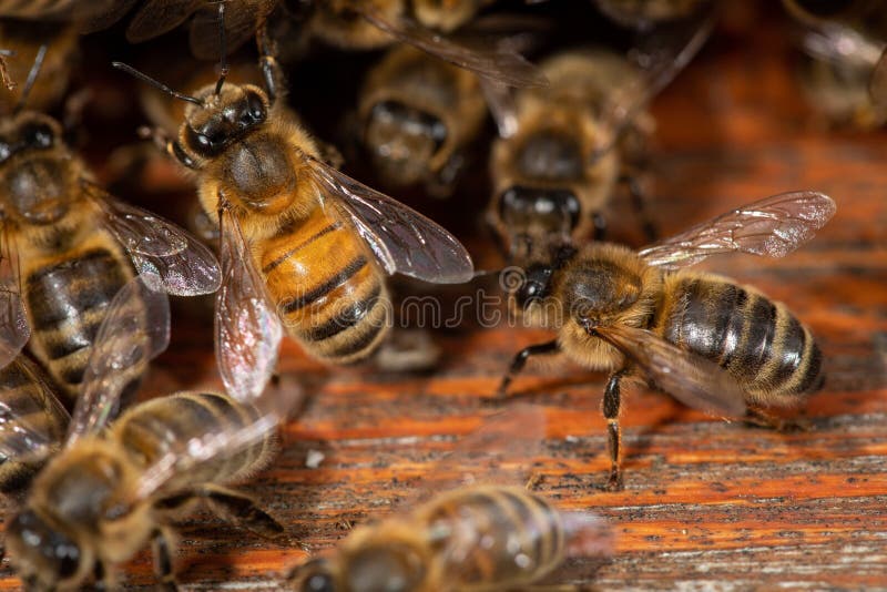 Macro Photo of Honey Bees Communicating Stock Image - Image of nature ...