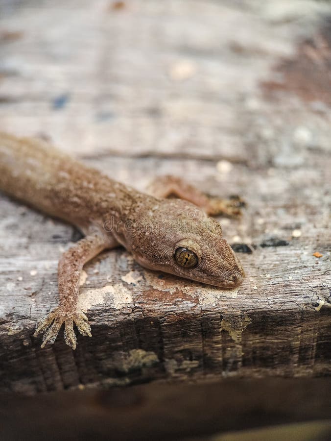 Macro Photo of House Lizard Stock Photo - Image of amphibian, turtle ...