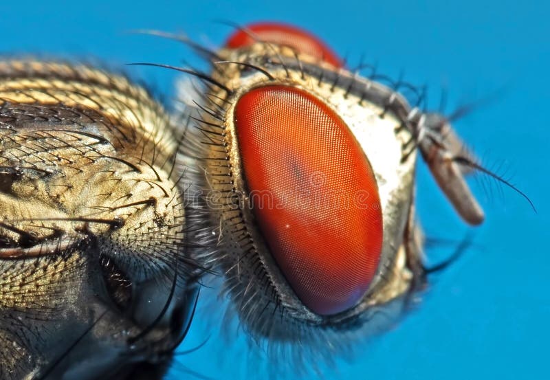 Macro Photo of Housefly Isolated on Background Stock Photo - Image of ...