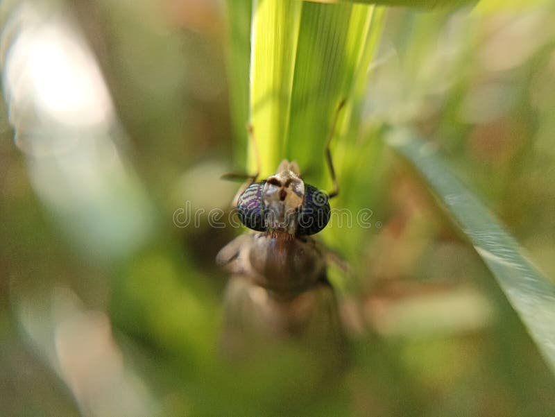 Macro Photo of Insect Eye in the Garden Stock Photo - Image of ...