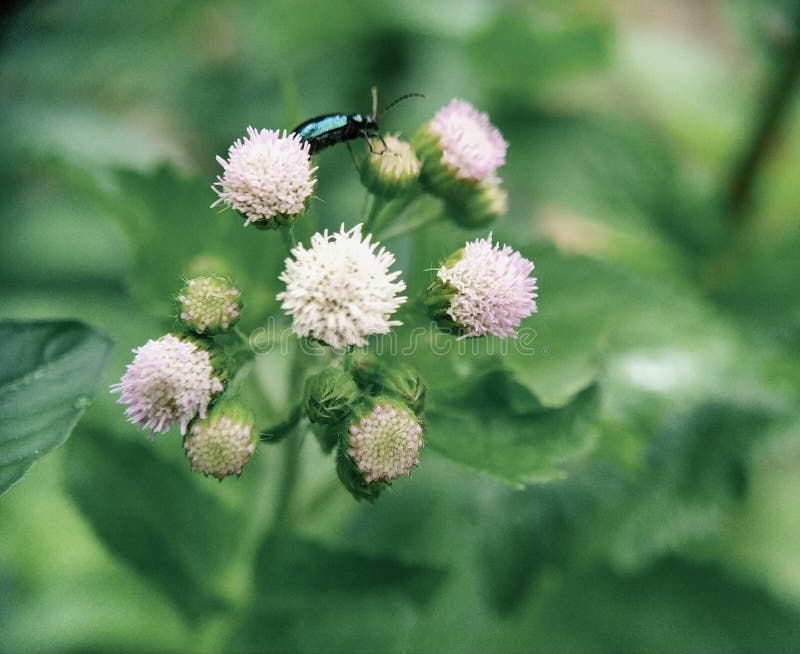 Macro Photo of Insects on Wildflowers Stock Image - Image of blossom ...
