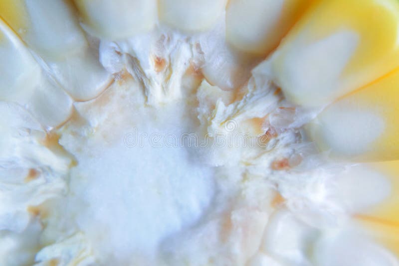 Corn inside stock photo. Image of kernels, corncob, agriculture - 137067476