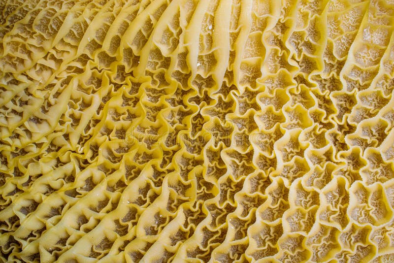 Macro Photo of the Inside of a Cow Stomach, Tripe, Texture Wallpaper ...