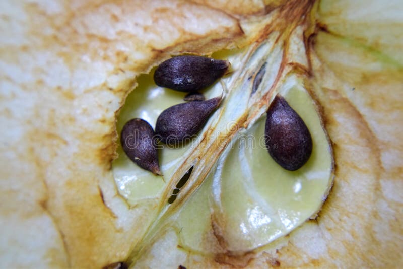 Rotten green apple macro stock image. Image of fruit - 100752123