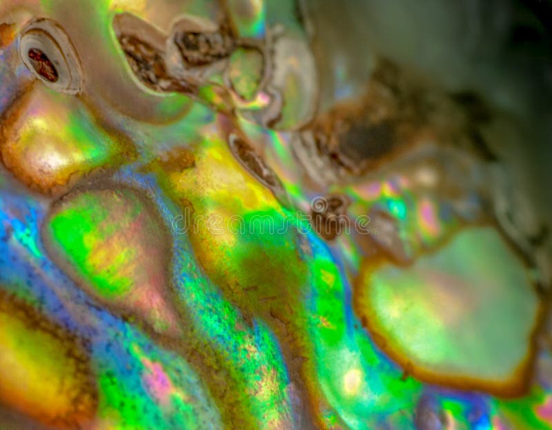 Macro Photo of Iridescent Surface Texture of Abalone Shell Stock Image ...