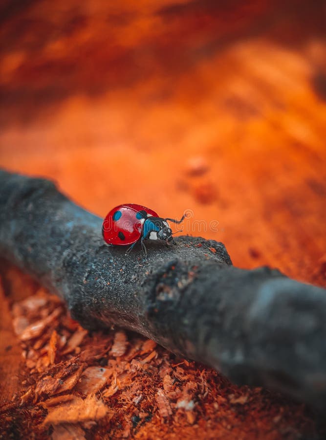 Macro Photo of a Ladybug Walking on a Tree Branch Stock Photo - Image ...
