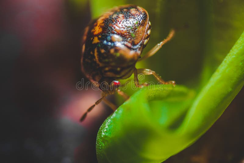 Ladybugs Sleeping on the Grass Stock Image - Image of night, insect ...
