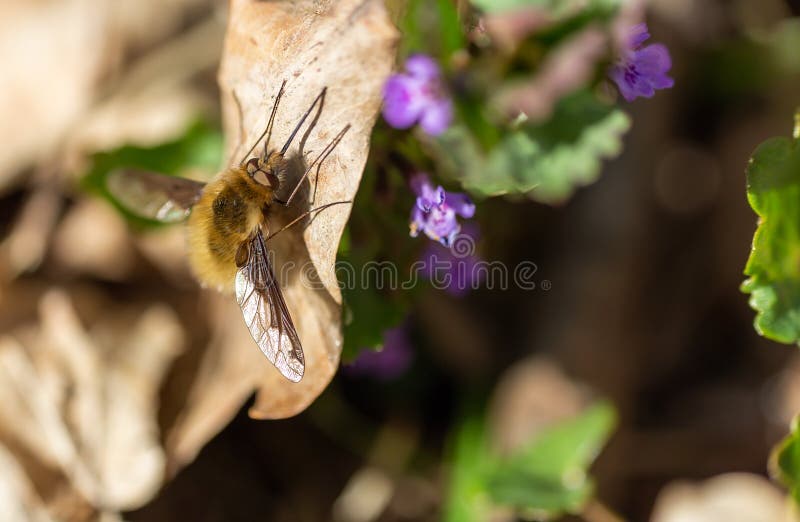 Macro Photo of Large Bee-fly, Bombylius Major Sitting on Leaf Stock ...