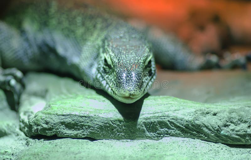 Macro photo large lizard stock photo. Image of predator - 92265412